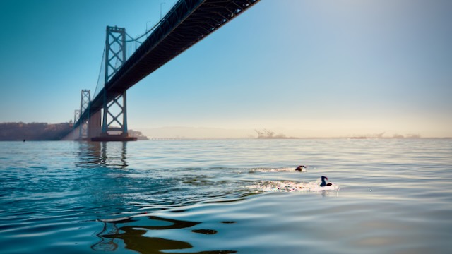 Sharks in San Francisco Bay: Myths, Facts & Safety for Swimmers