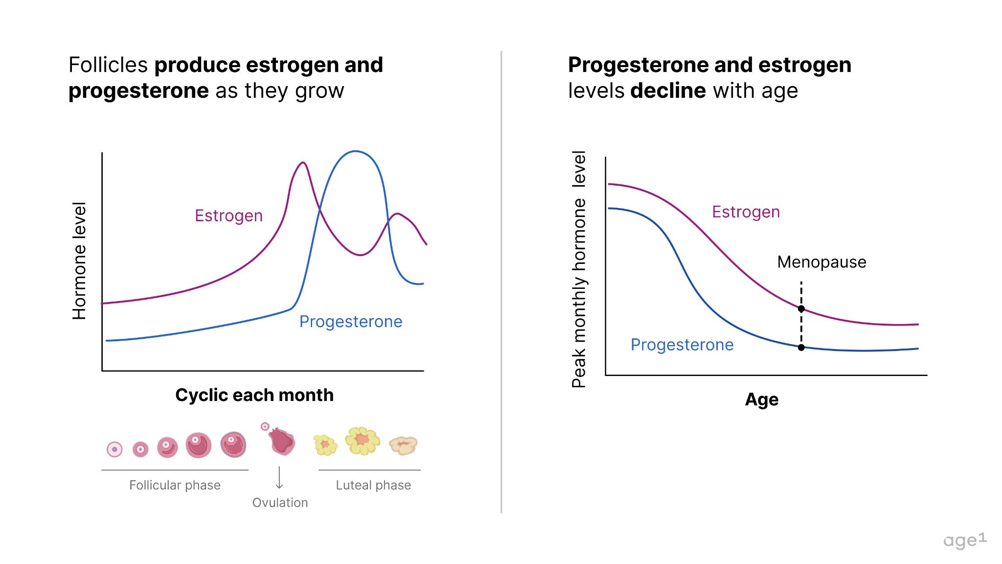 A guide to extend longevity by delaying menopause