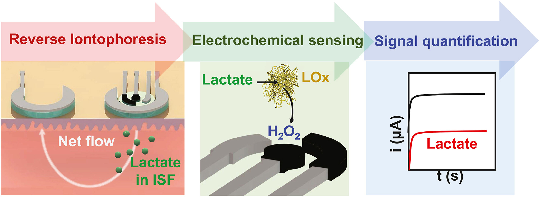 Complete Guide to Continuous Lactate Monitors