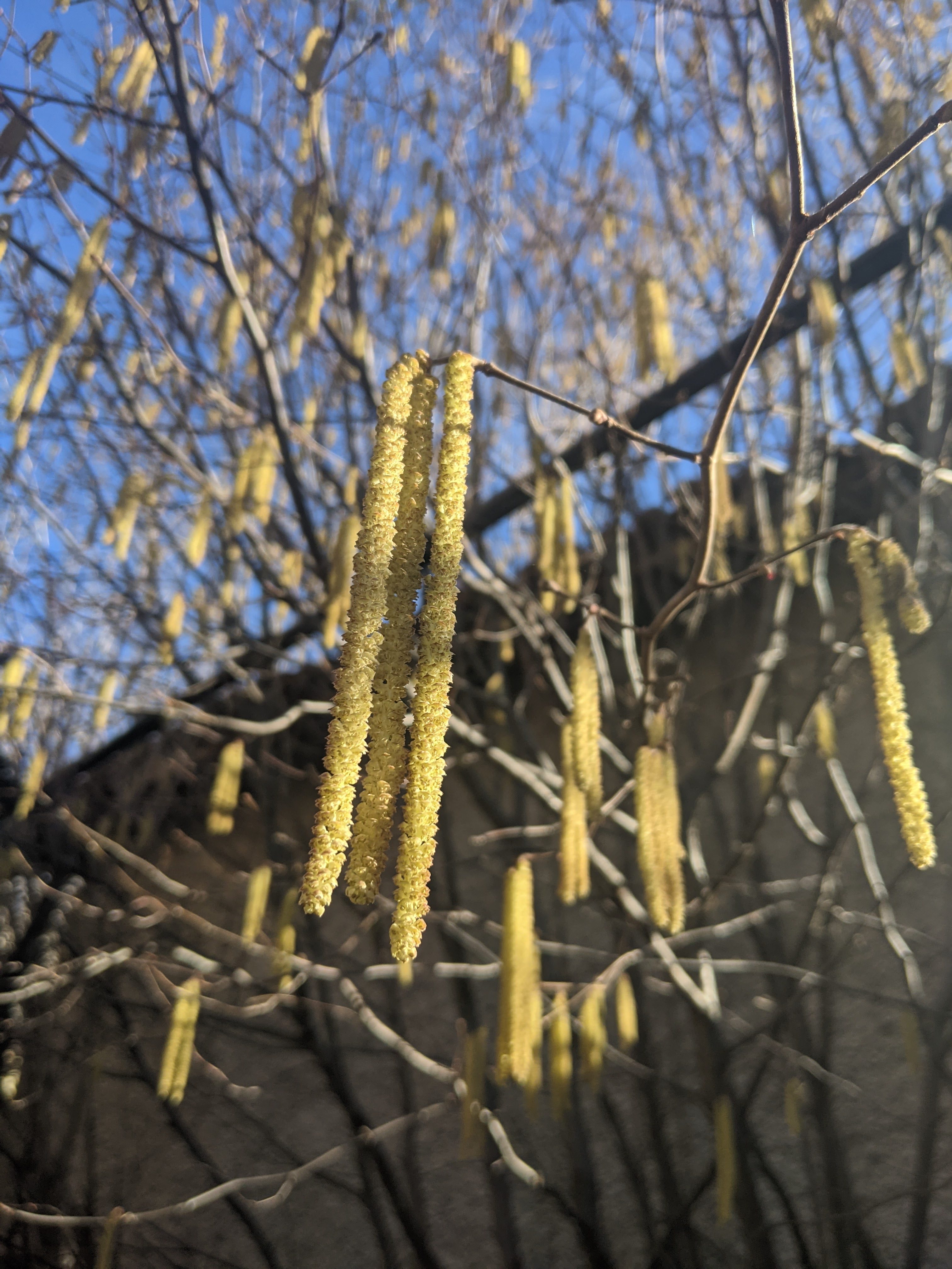 The Amazing Hazel - The Essential Guide to Probably Everything you Need ...