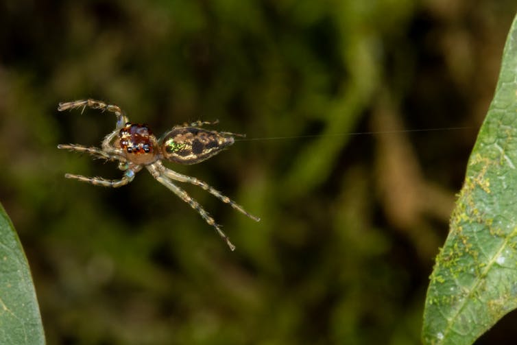 The history and evolution of spider webs
