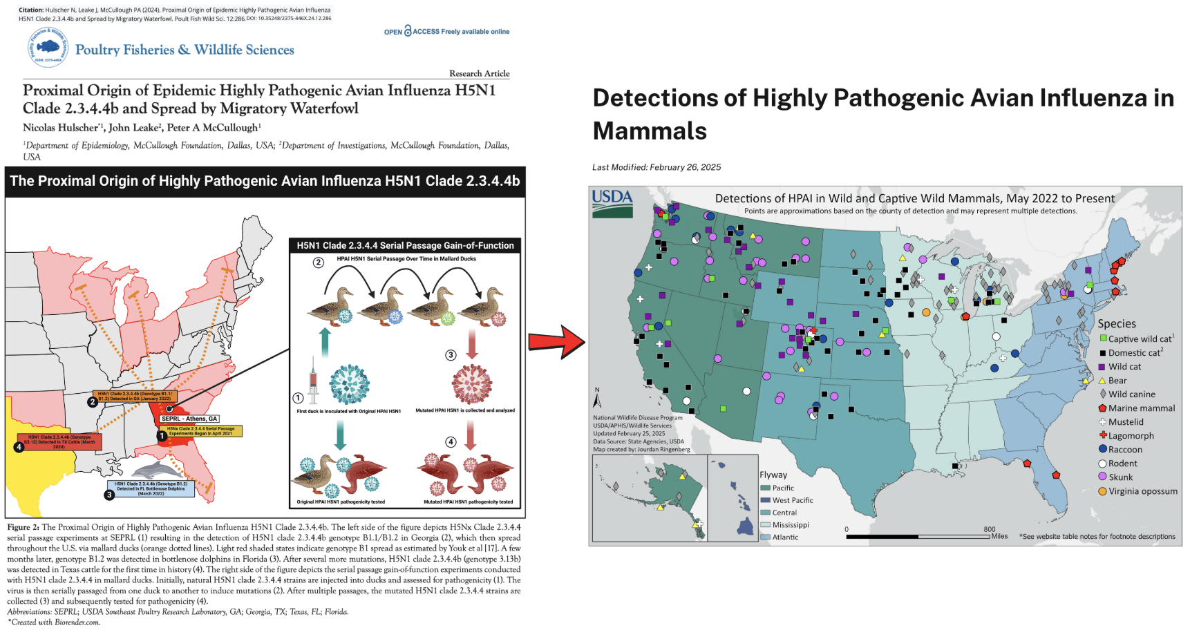 H5N1 Genotype D1.1: Understanding Its Evolution, Risks, and Public ...