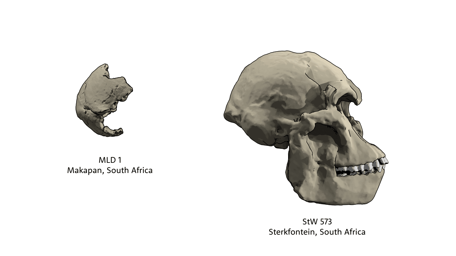Guide to Australopithecus species - John Hawks