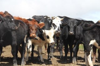 #3: The Intensive vs. the Extensive Margin - by Maya Laxmi