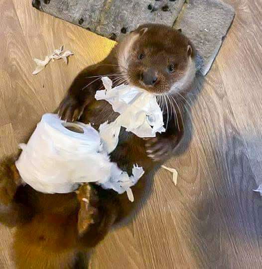 In Otter News (@inotternews): "Steve claims the roll was looking at him ...