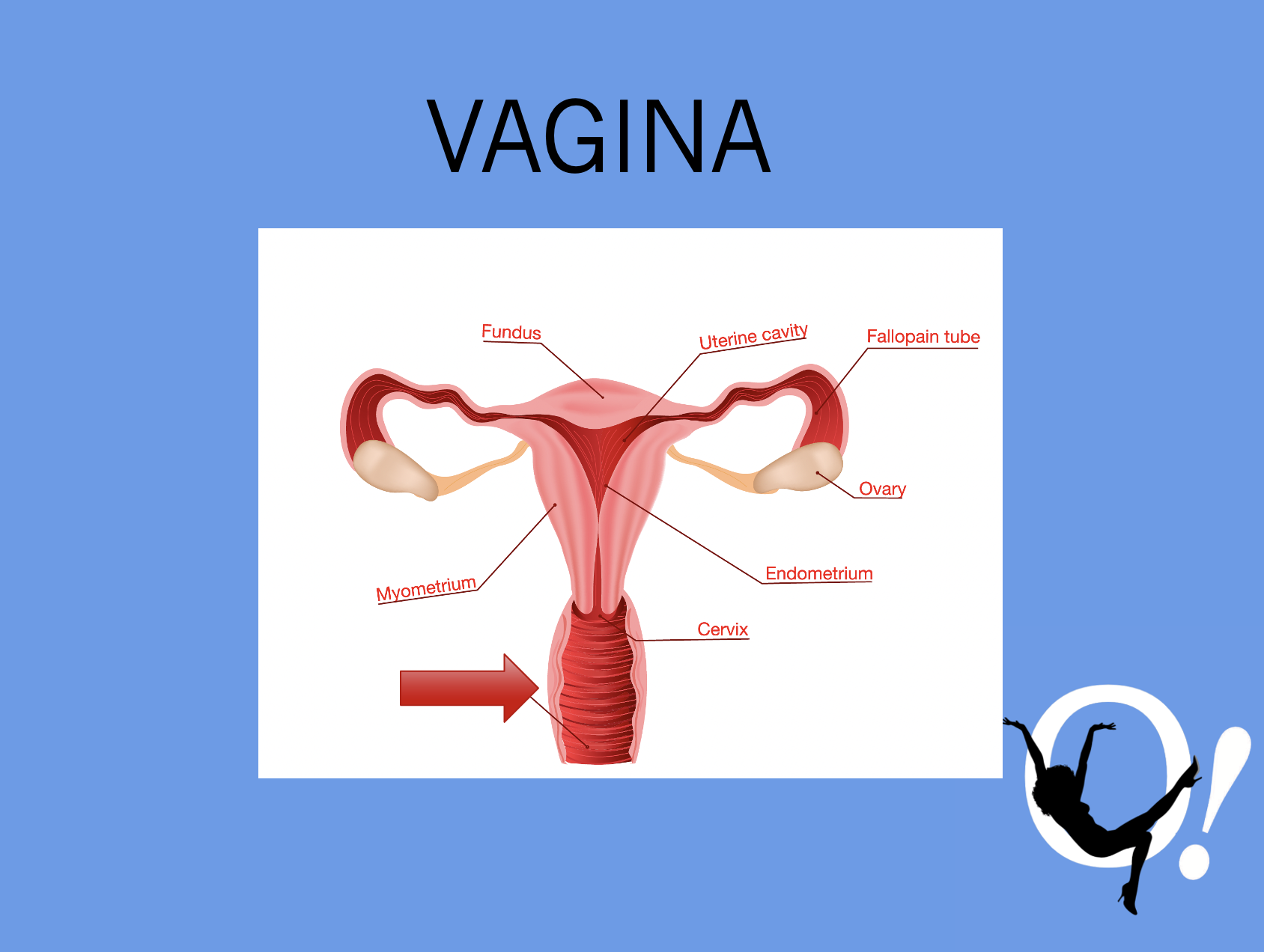 Female PELVIC and VULVAR ANATOMY - by Lauren Streicher MD
