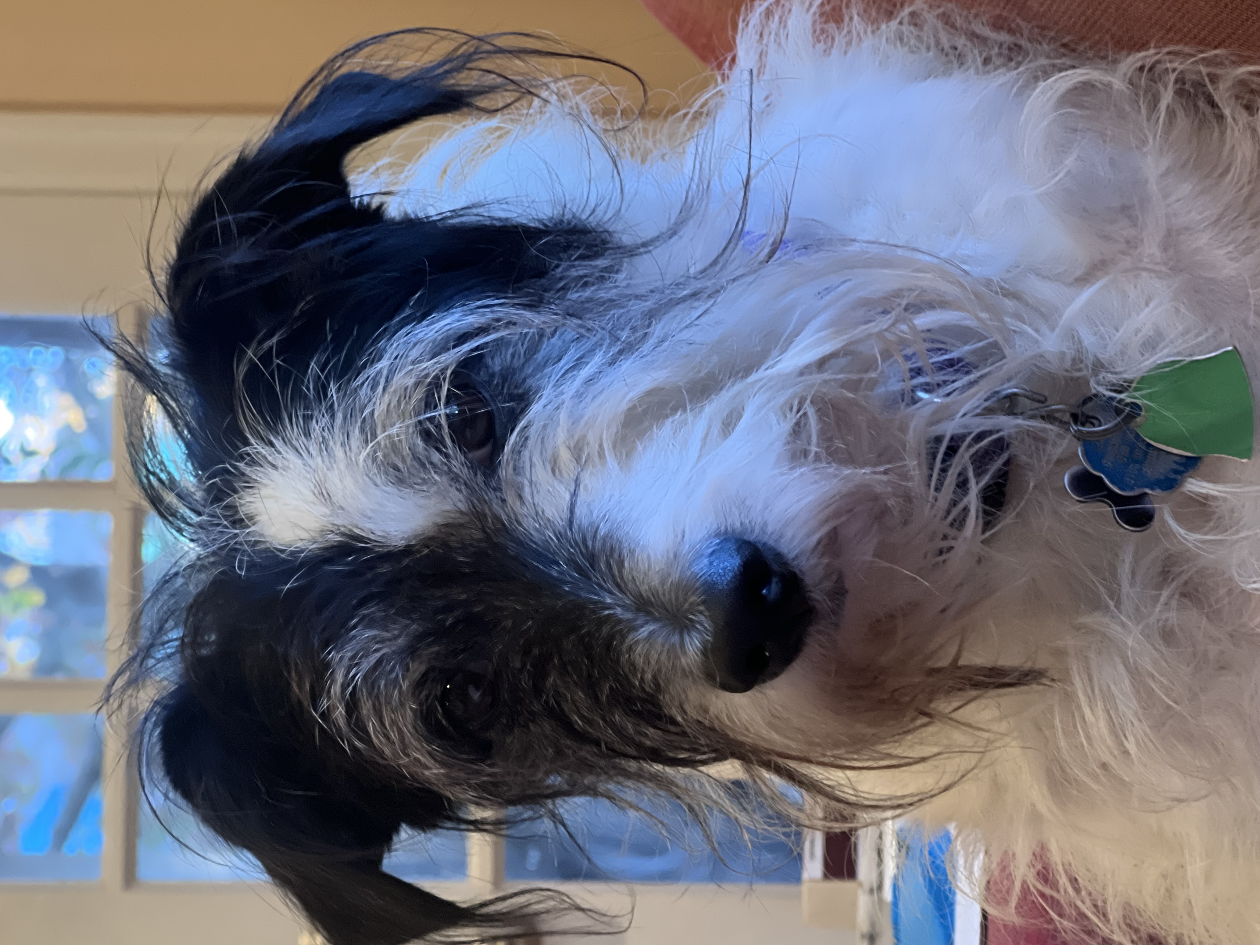 I Read All of Kash Patel's Children's Books