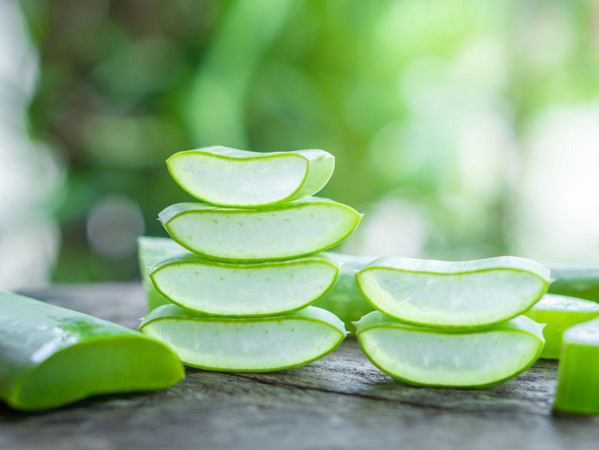 Aloe Vera and Air Purification: How This Plant Improves Indoor Air Quality