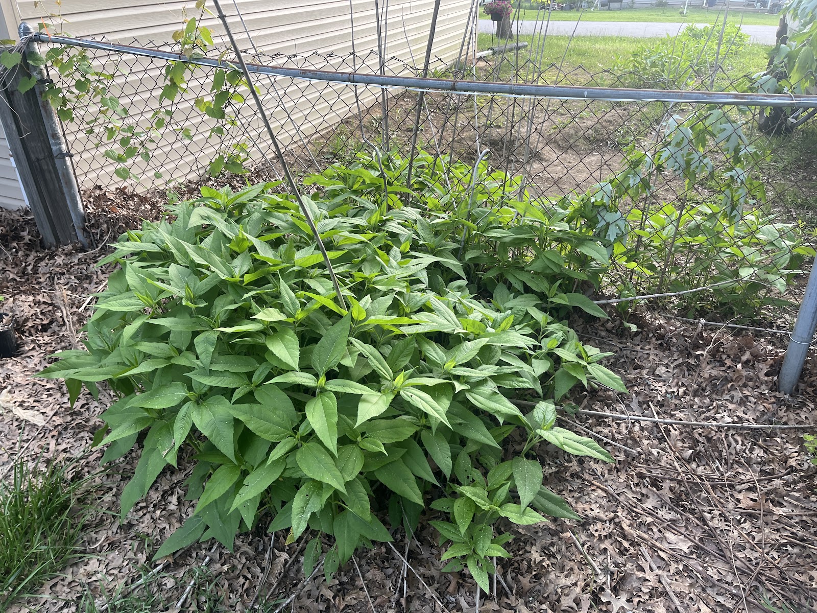 What Is Homegrown National Park? - Backyard Berry Substack