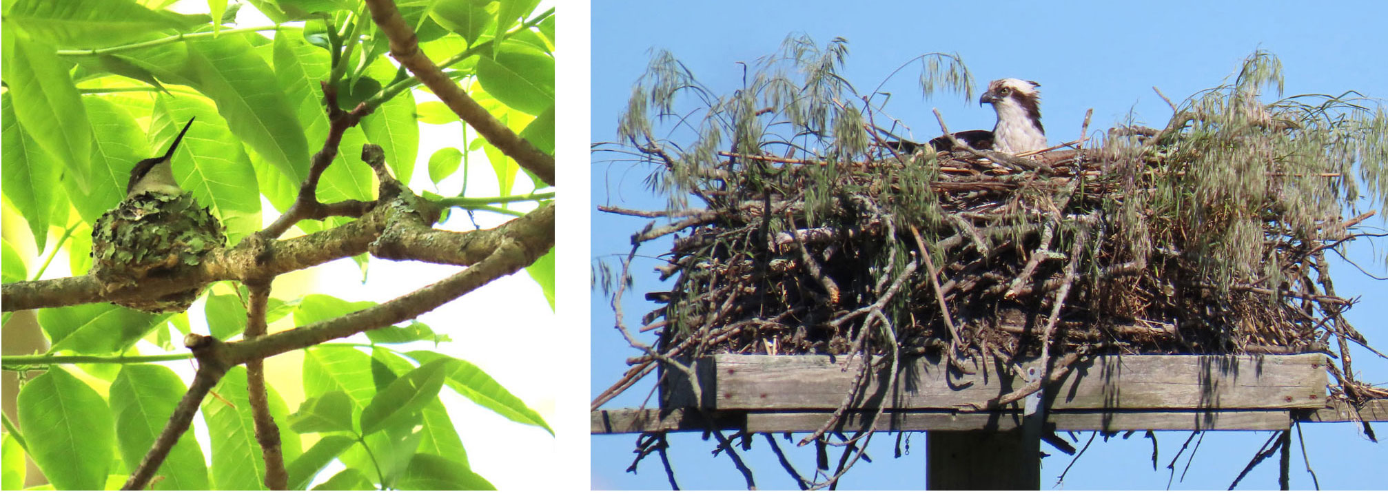 100 Birds of Rhode Island - by JooHee Yoon