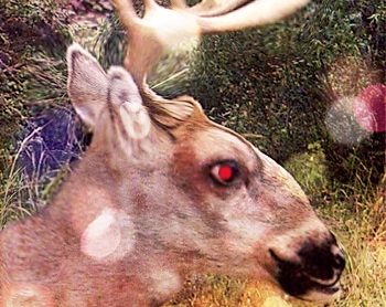 The Appalachian Not-Deer Legend - by Sharon A. Hill
