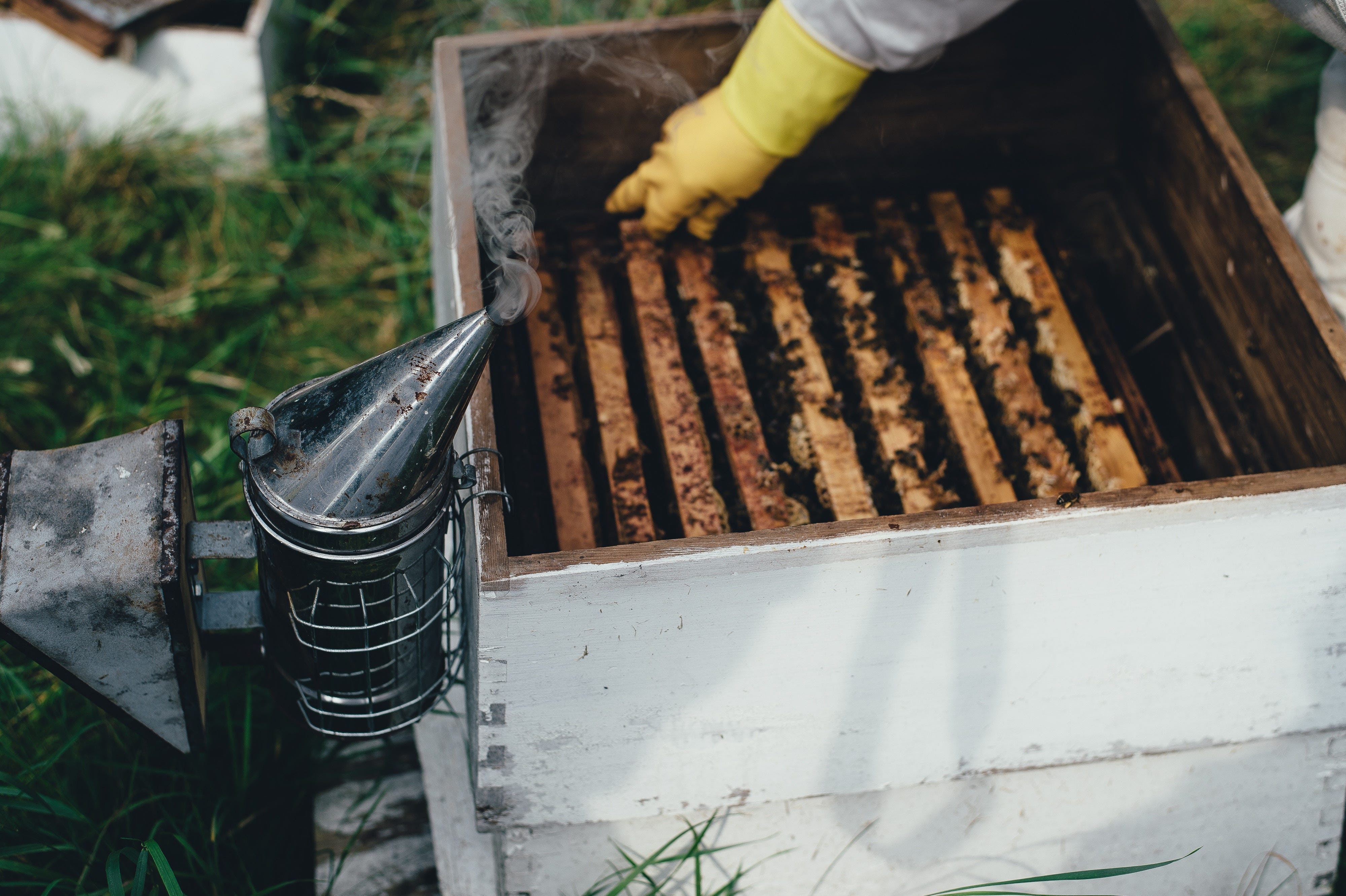 KEEPING BEES AND CLIMBING TREES - by Mark Oshinskie
