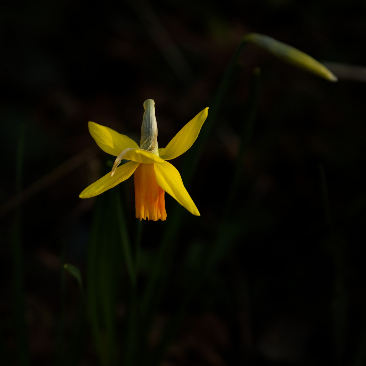 Cennin Pedr: the roots and reach of the wild daffodil