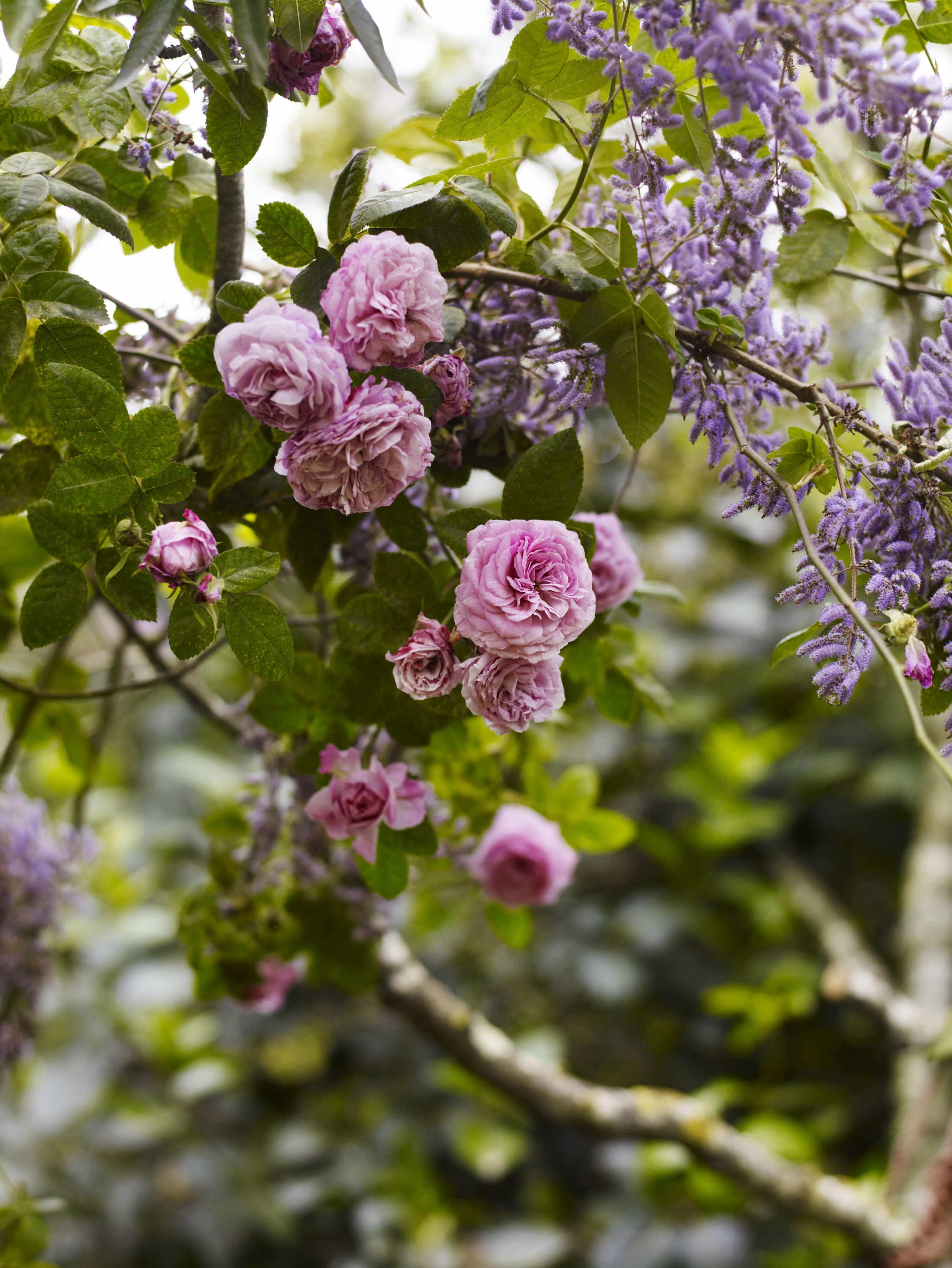 A Moroccan garden paradise - by Clare Foster - Bud to Seed