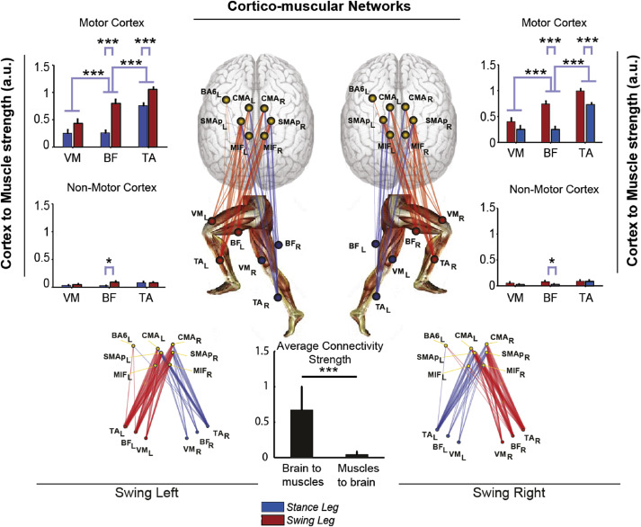 Leg Strength and Brain Health: The Link Explained