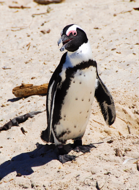 Meet the 18 Penguins of the World (Yes, There Are That Many!)