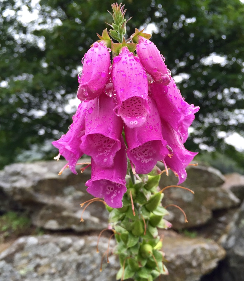 Foxglove As A Treatment: From Old Mother Hutton and William Withering ...
