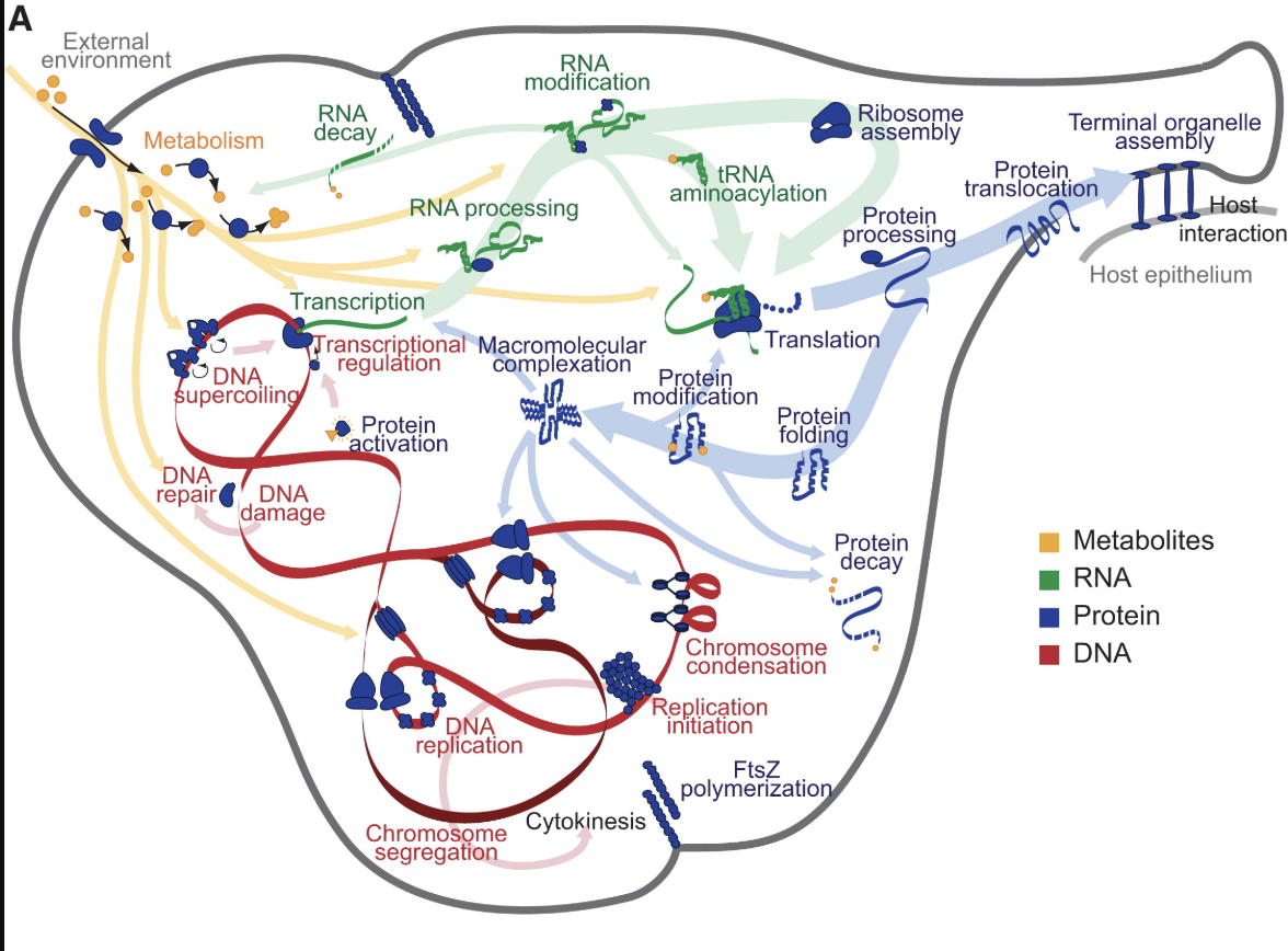 What Are Virtual Cells? - by Elliot Hershberg