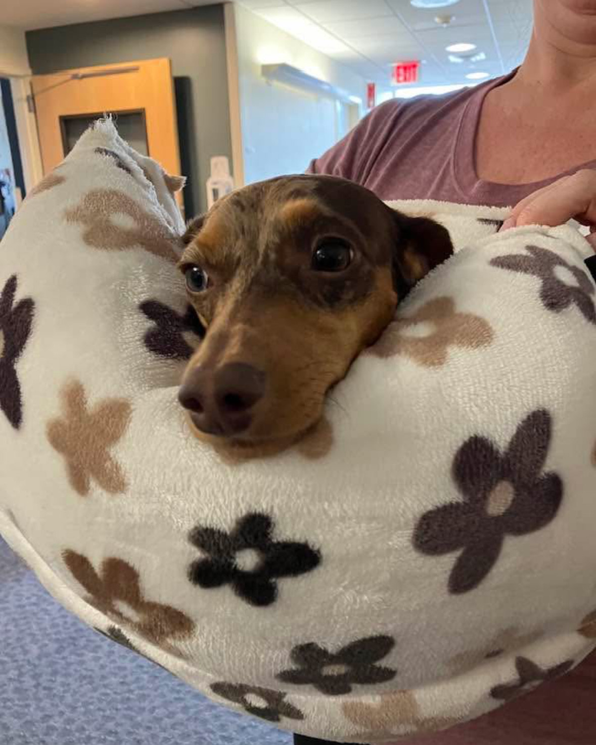 Can your dog visit you in the hospital? - Dog Wise