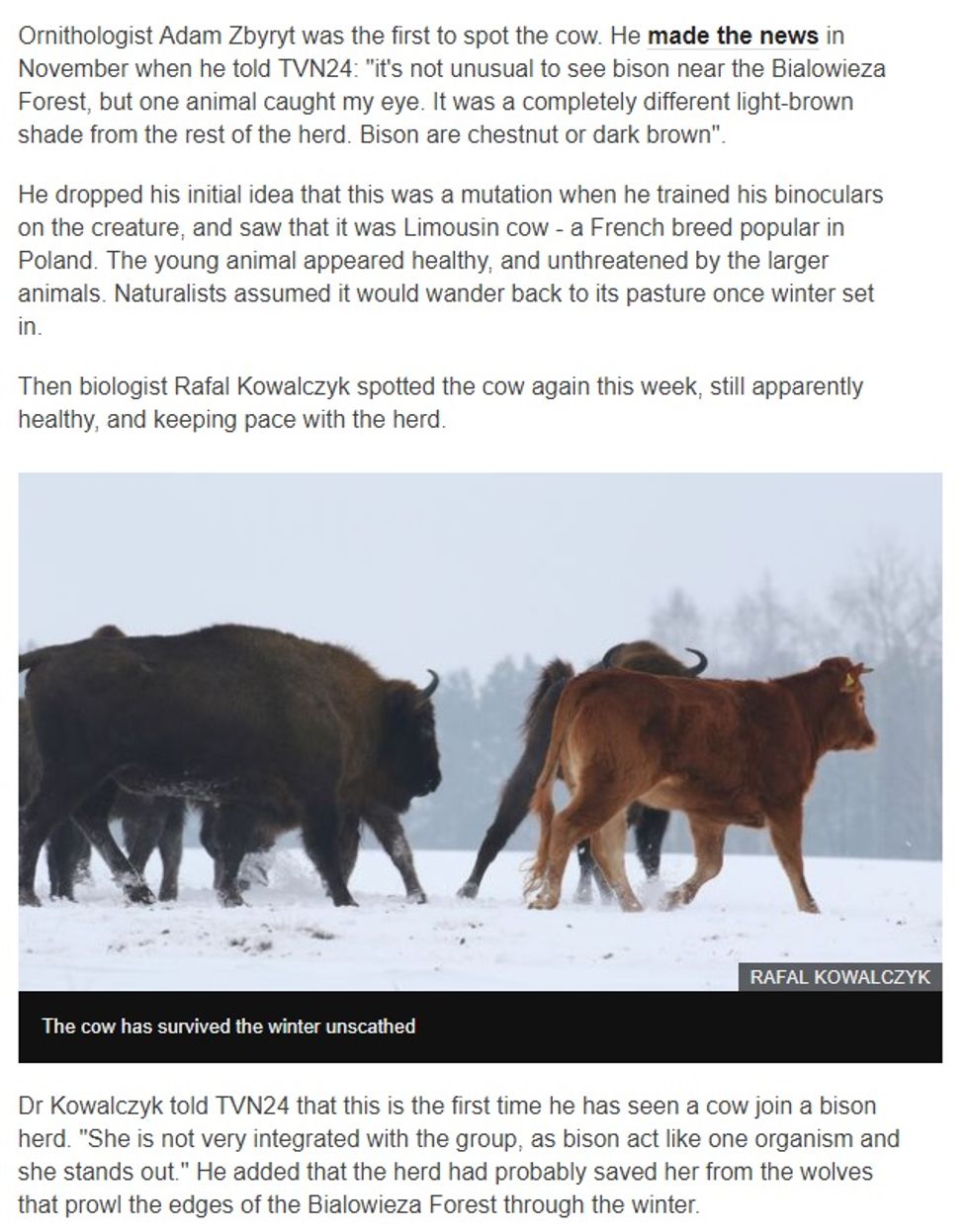 Be The Polish Freedom Cow You Want To See In The World!