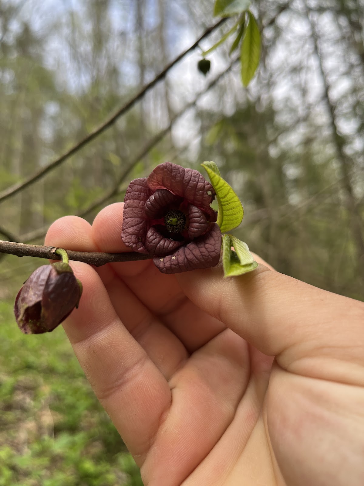 What Is Homegrown National Park? - Backyard Berry Substack