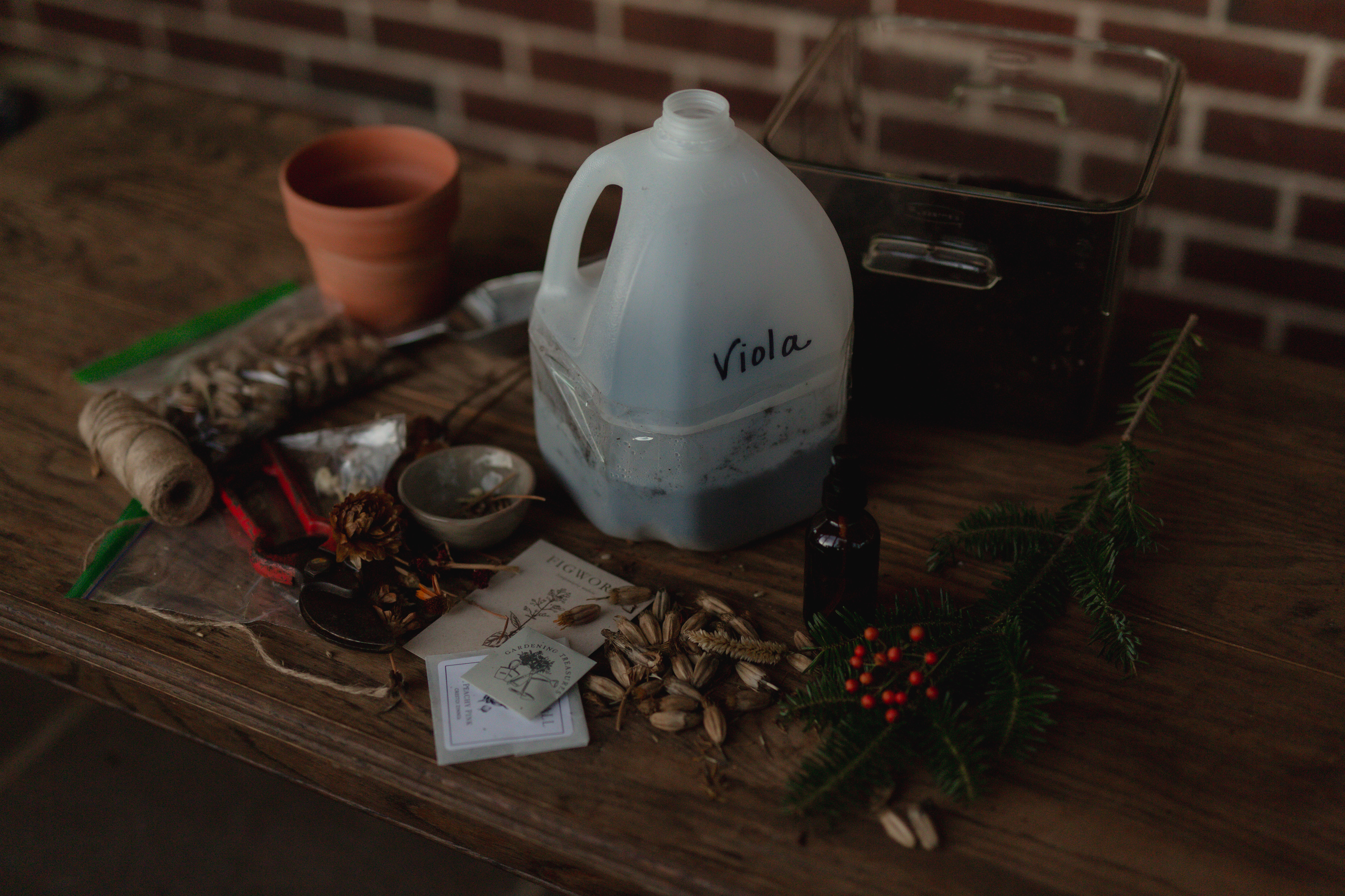 The Beginner's Guide to Winter Sowing - by Mily