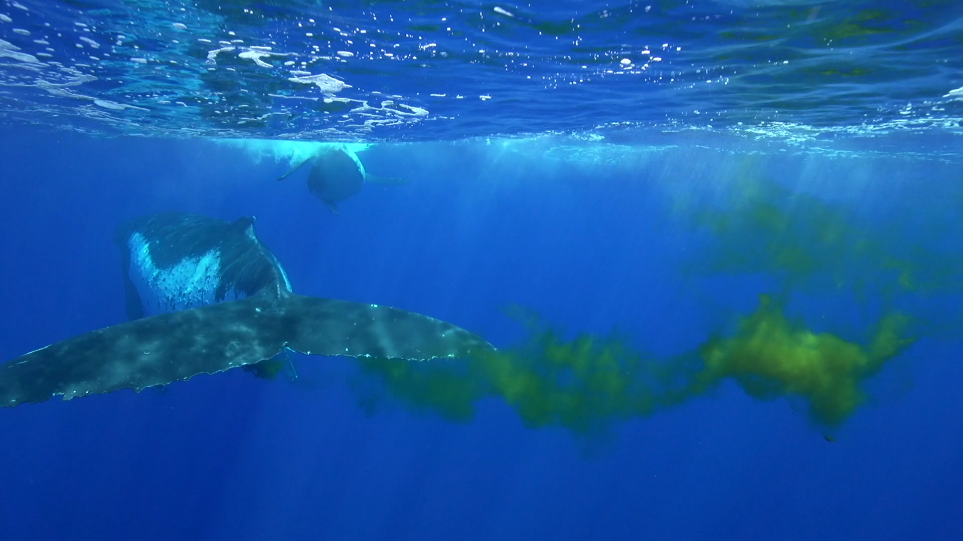 Everything you wanted to know about whale poo, but were afraid to ask