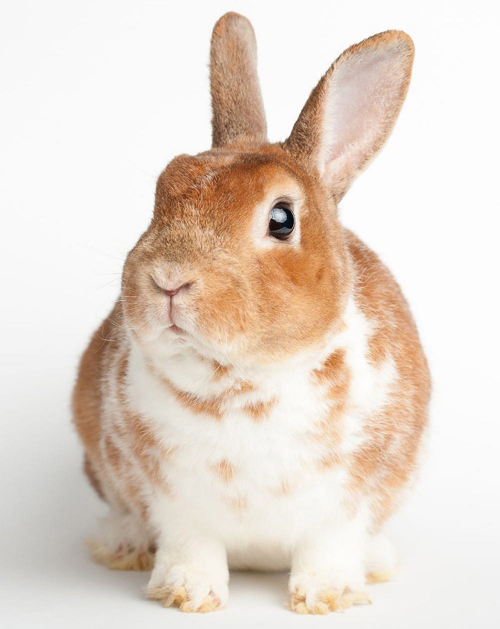 Mini Rex Rabbits: History & Characteristics of this Amazing Touchable ...