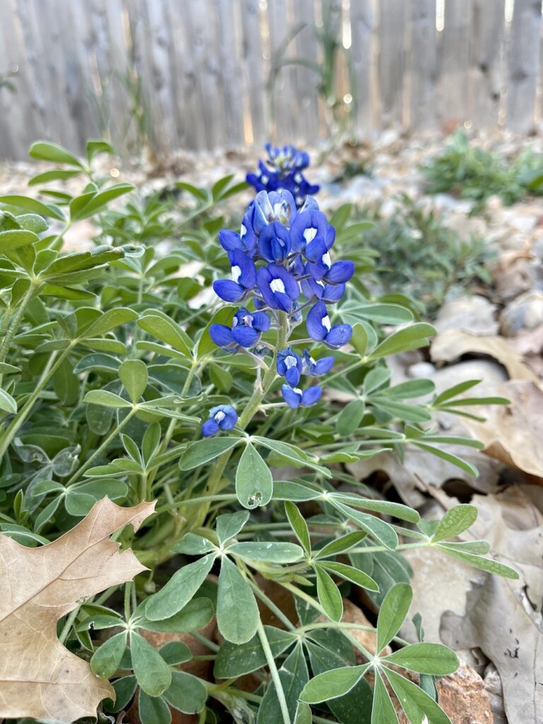 Understanding Plant Lifecycles: Annuals, Perennials, and Biennials