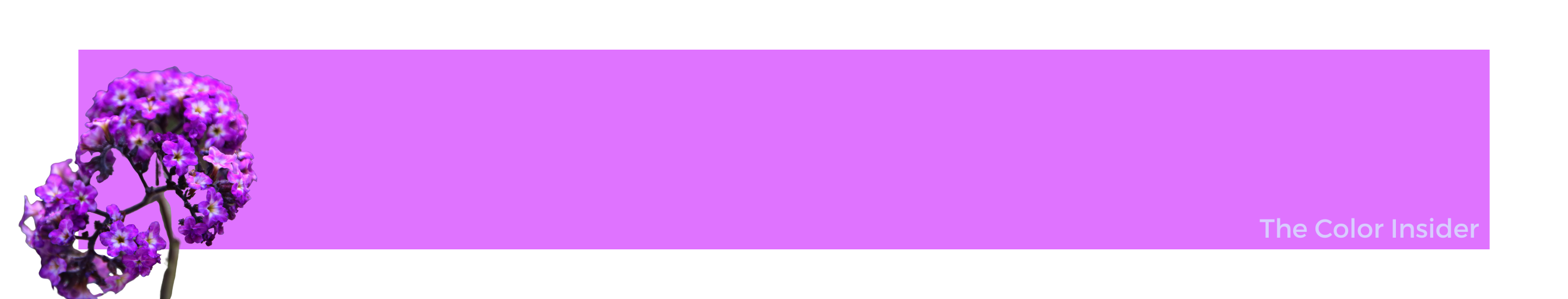 Heliotrope - Color Insider