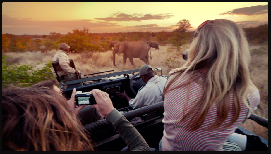 Ultimate Safari Photography Guide: Best Cameras & Lenses 2024