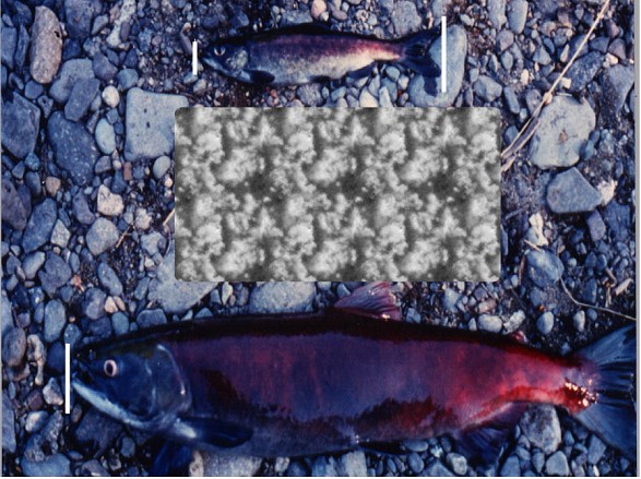 Ecotypes vs. Species - by Susan Crockford - Biology Bites