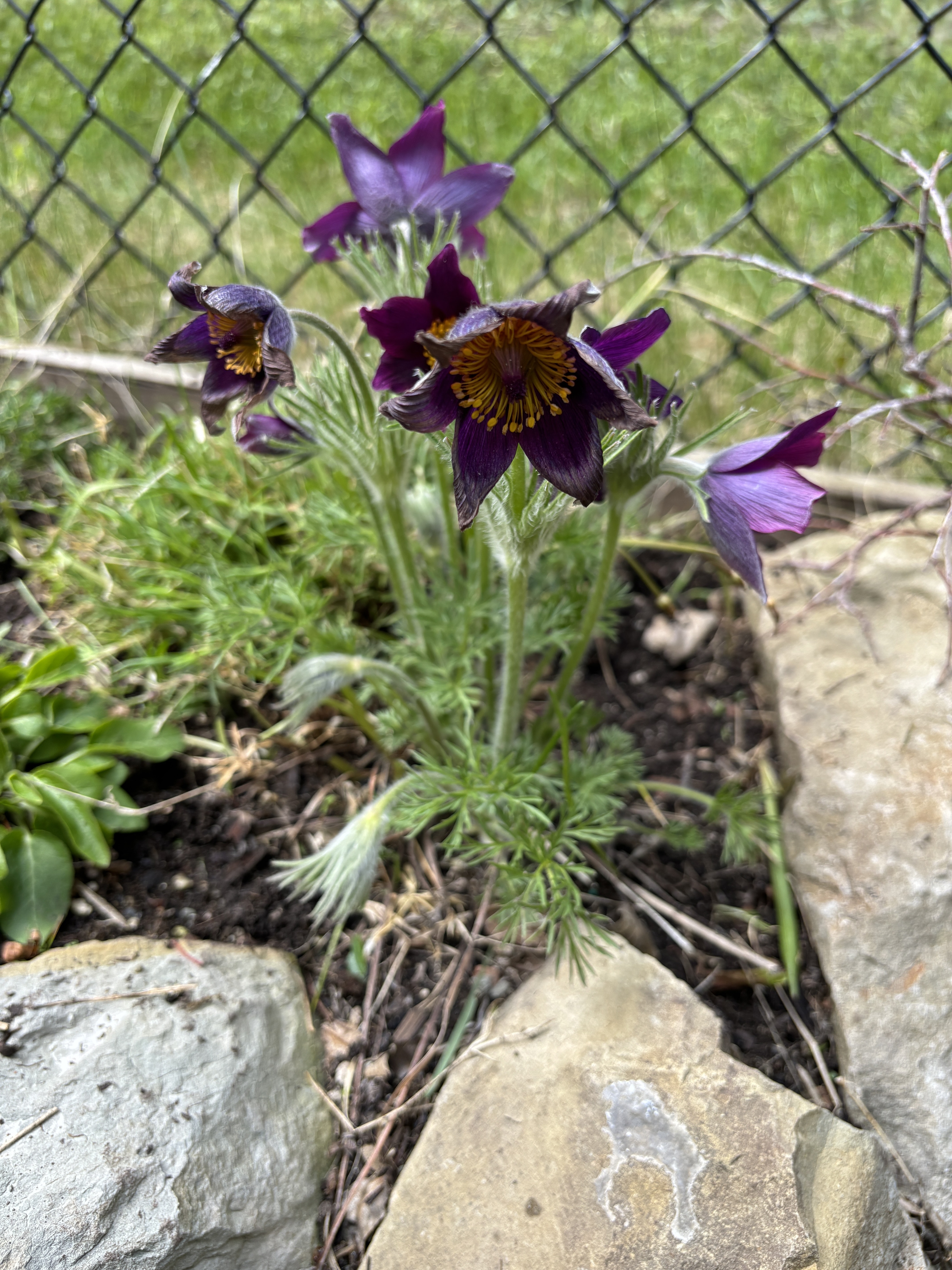 The Prairie Crocus, a Canadian Wildflower