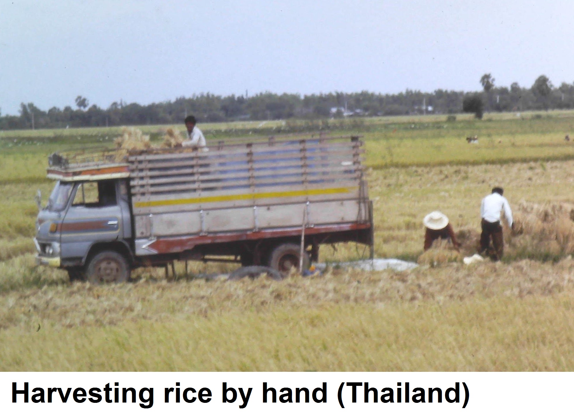 Traditional Rice Cultivation in Southeast Asia