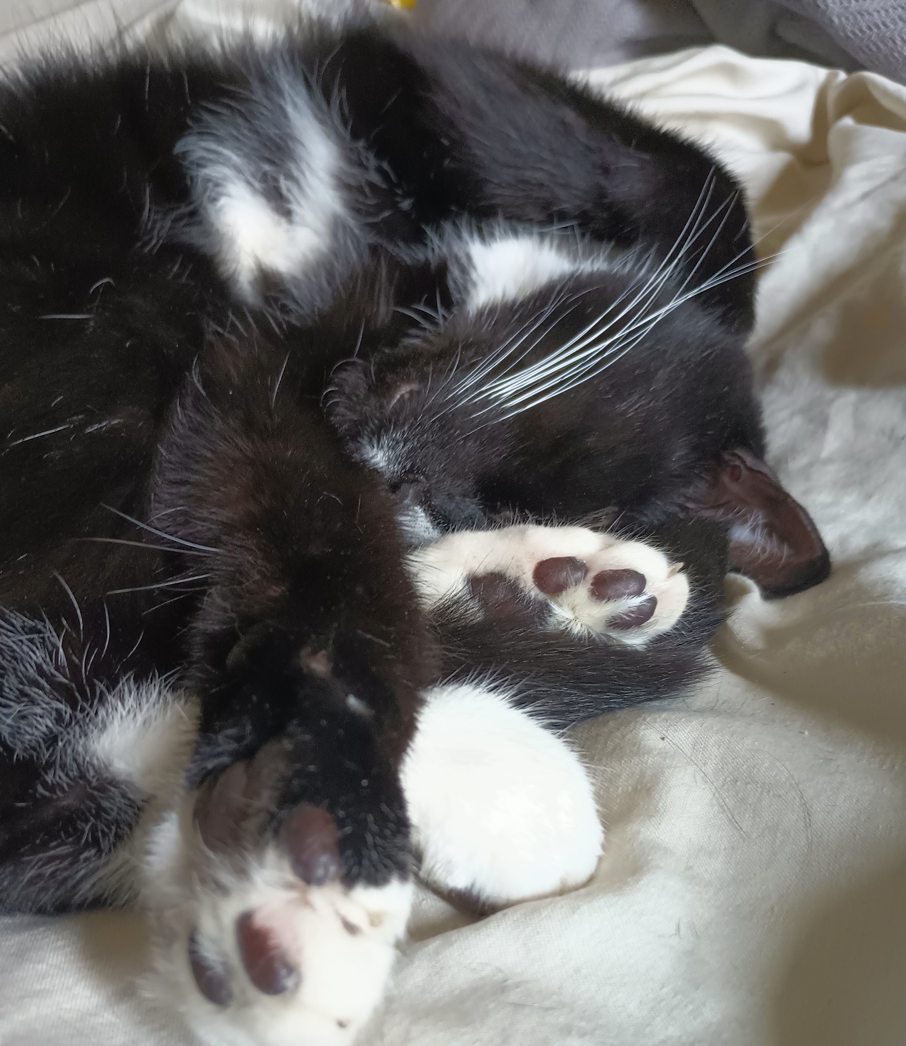 ziggywiggy on Substack: "Toe beans! Harry shows his as he does a tuck while practice diving in ...