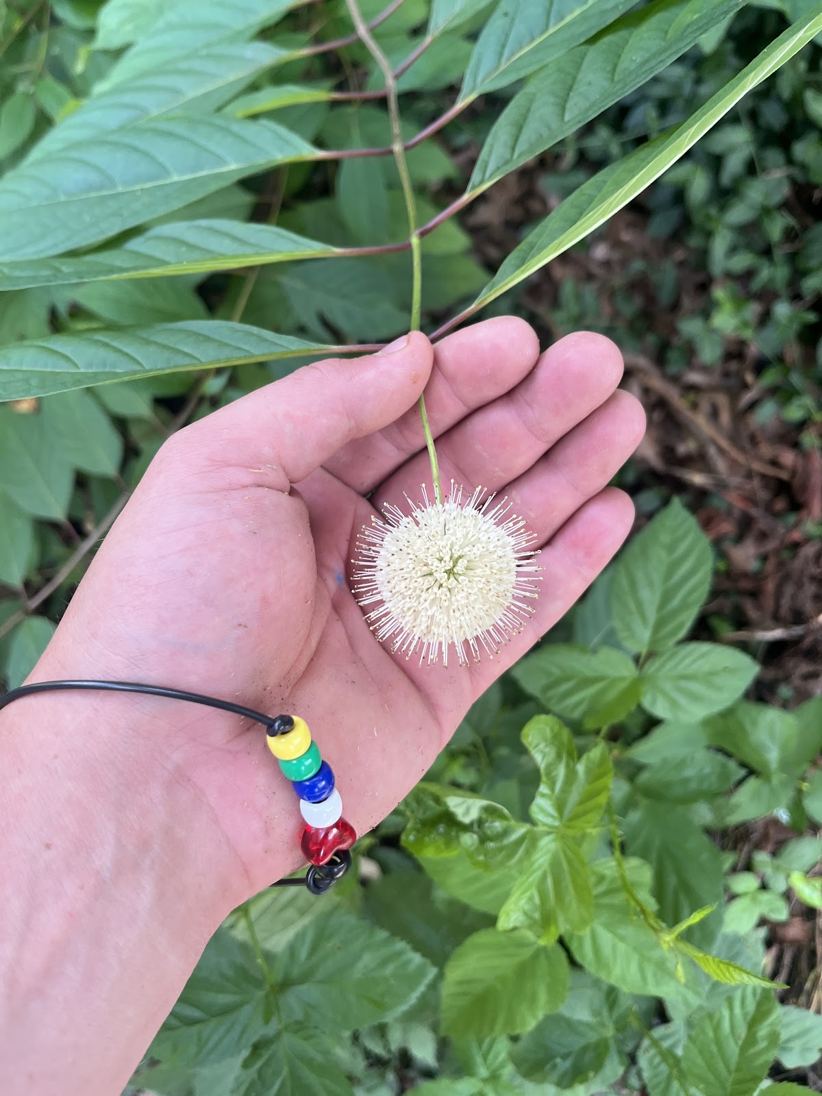 What Is Homegrown National Park? - Backyard Berry Substack