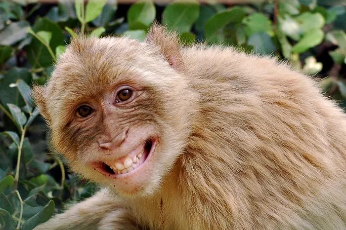 45 Monkey Quotes, Sayings, and Proverbs