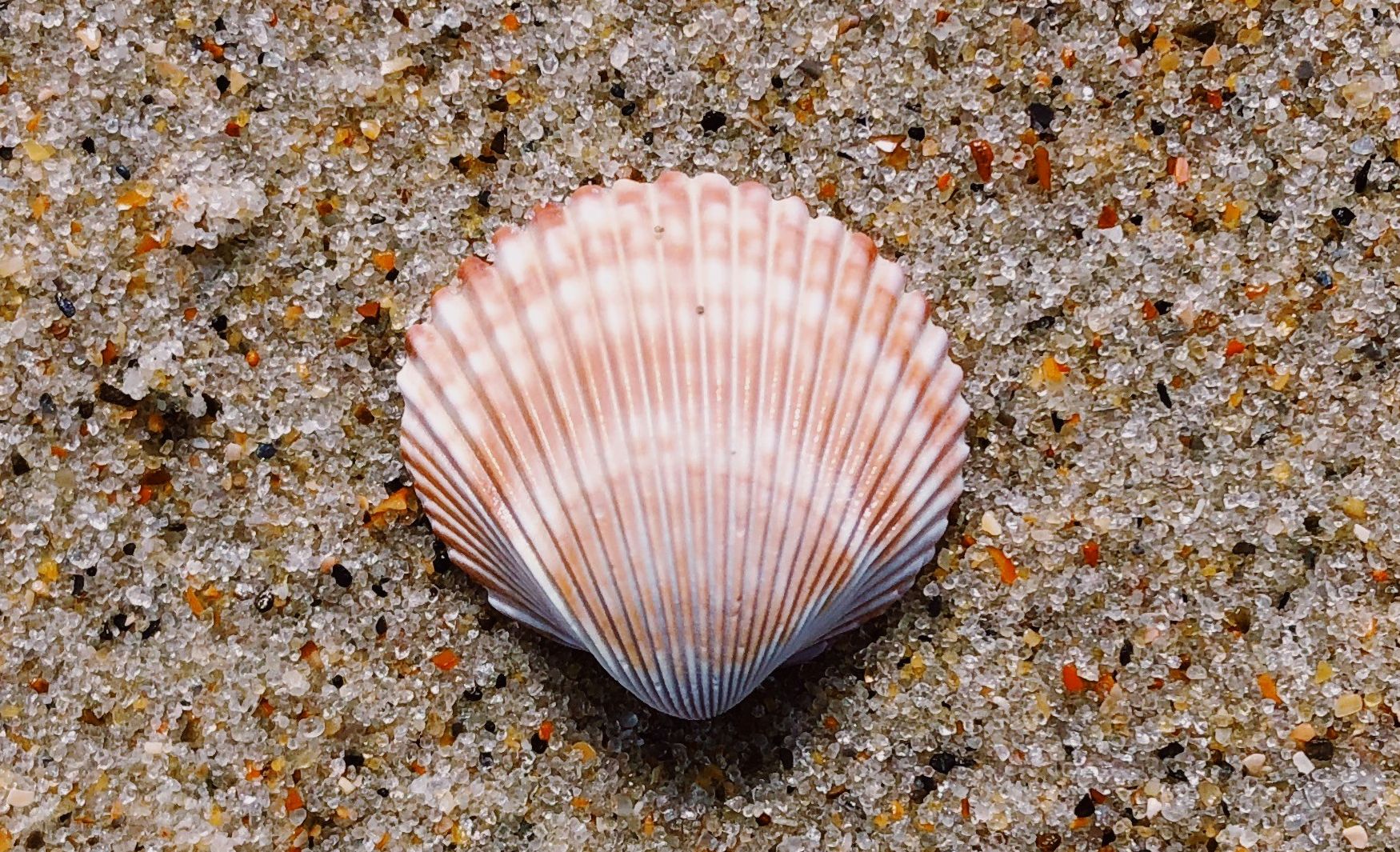 The Forgotten Symbolism of the Scallop Shell