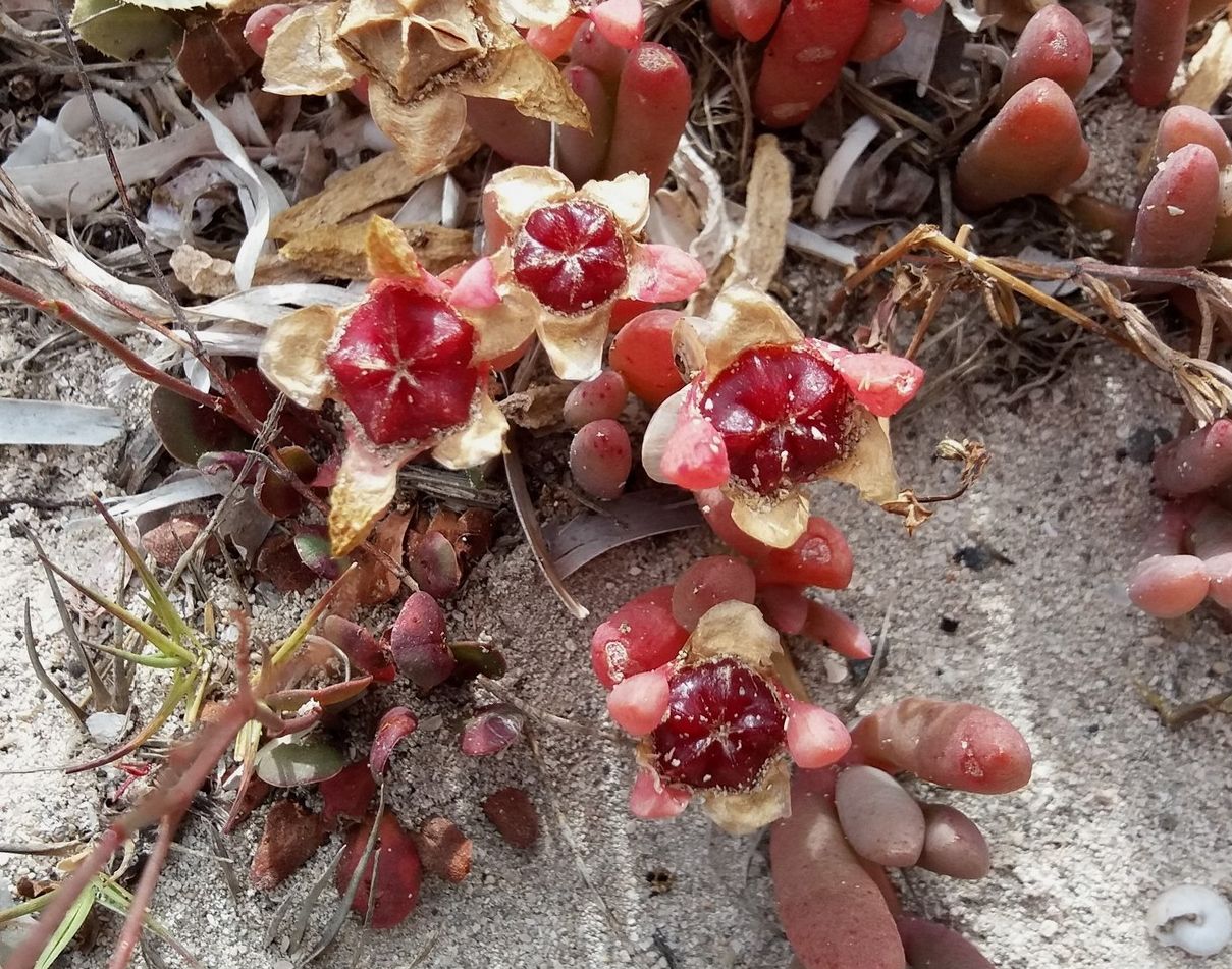Karkalla/Pigface - by J.P. - Bush Food Forager