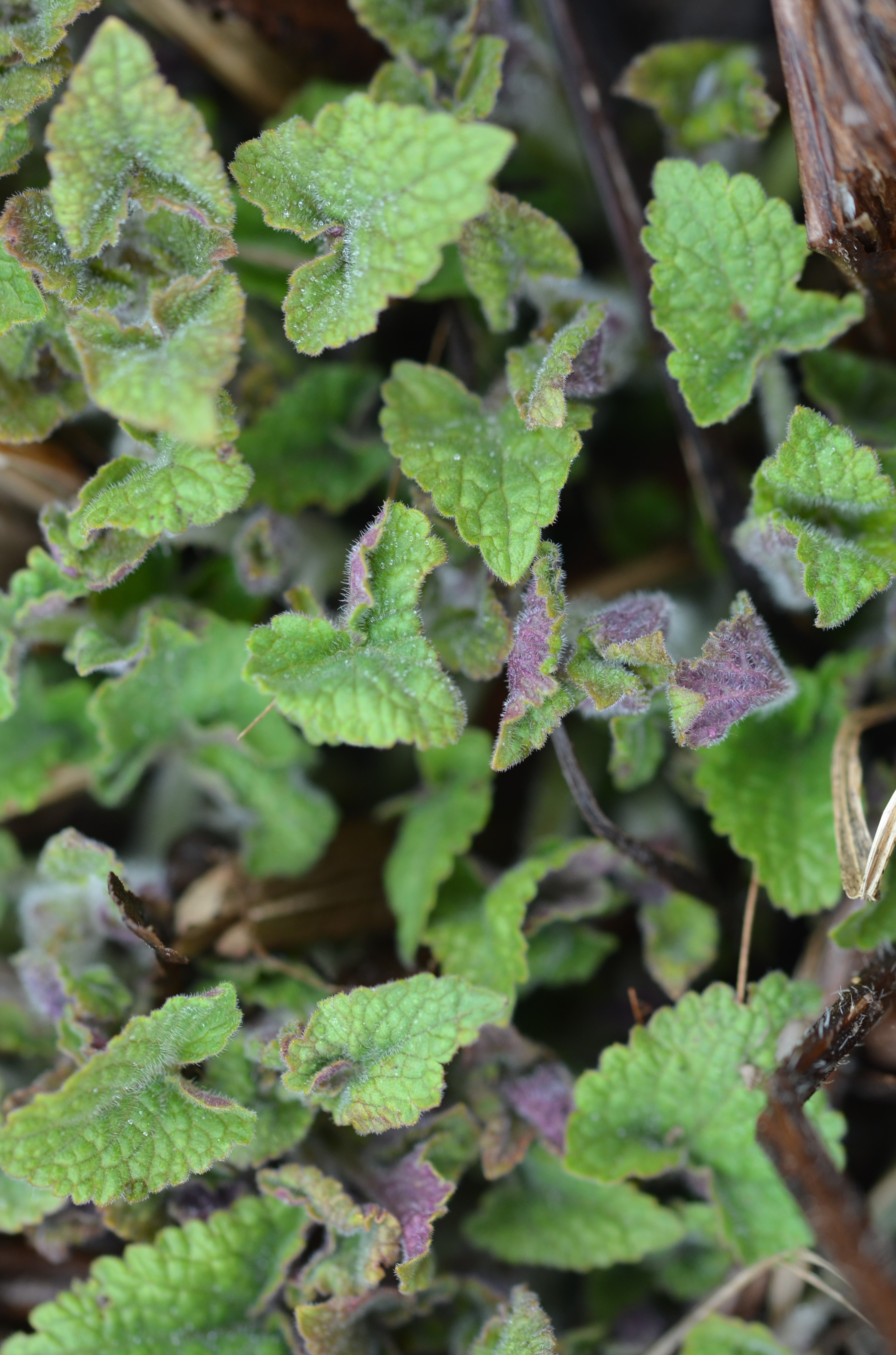 Note by Gavin Mounsey on Substack: "Our Giant Anise Hyssop (Agastache foeniculum) plants are ...