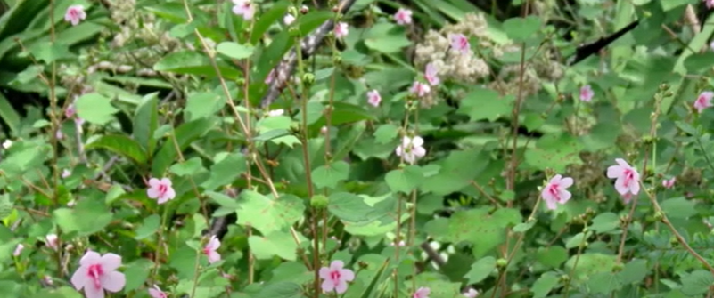 Florida's invasive species -- Caesar Weed