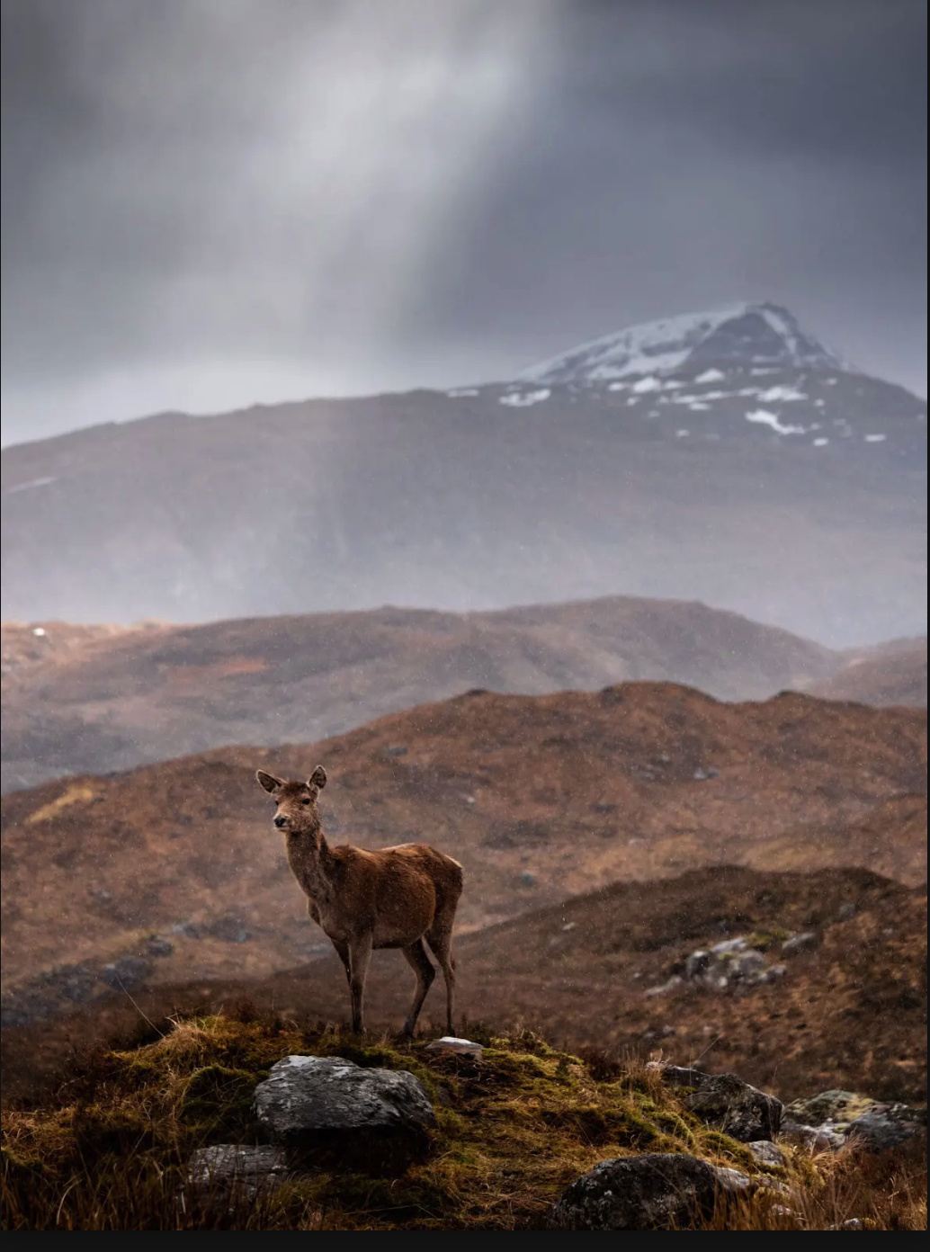 Deer are destroying Scotland’s ecosystem | Jackie Kemp