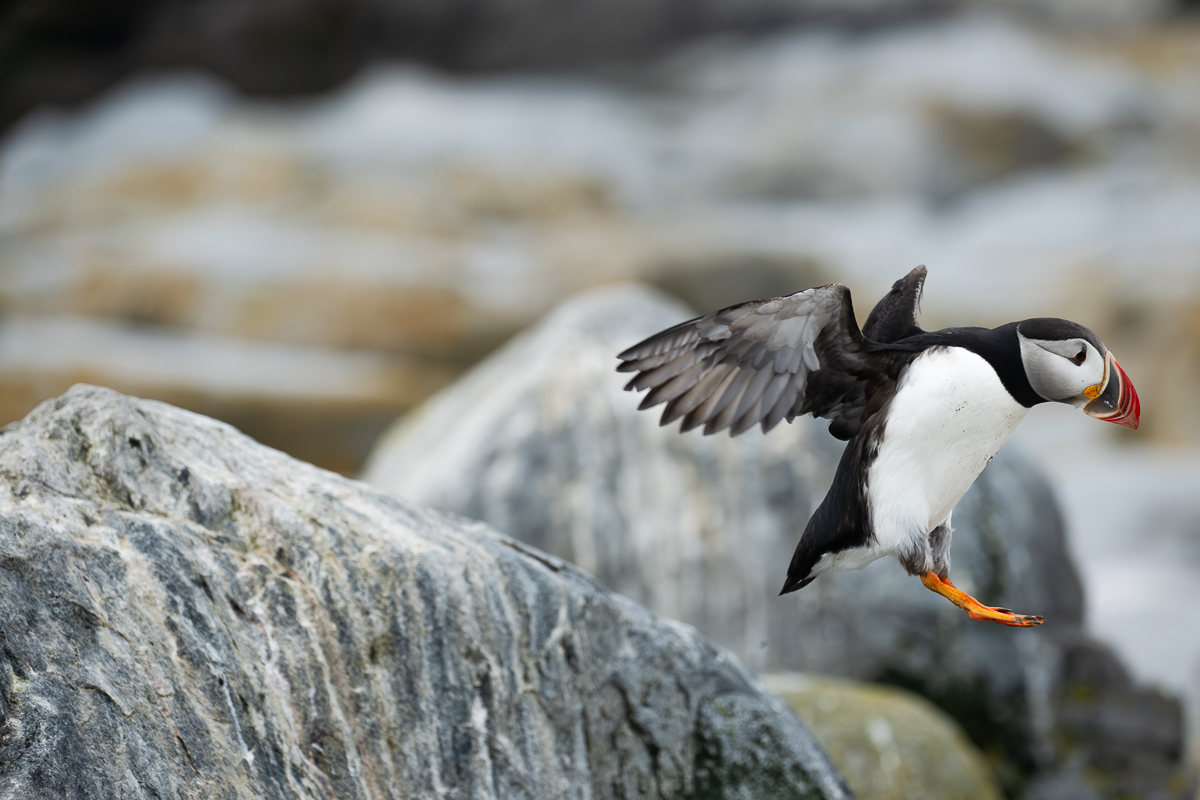 The Puffins of Machias Seal Island - by Heather Moran
