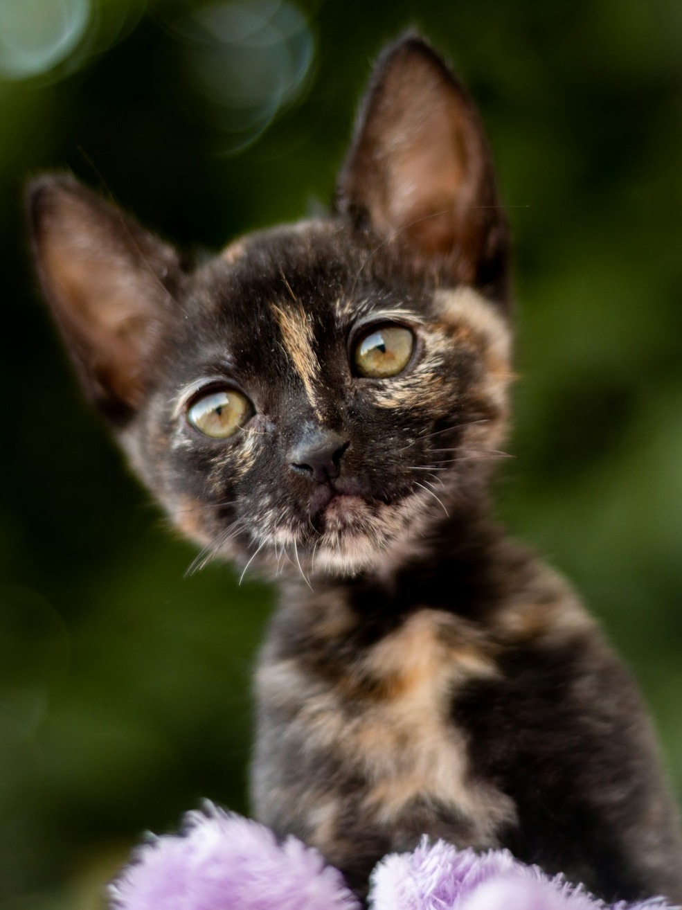 The Science of Cat Coat Colors - by Xenia Jones