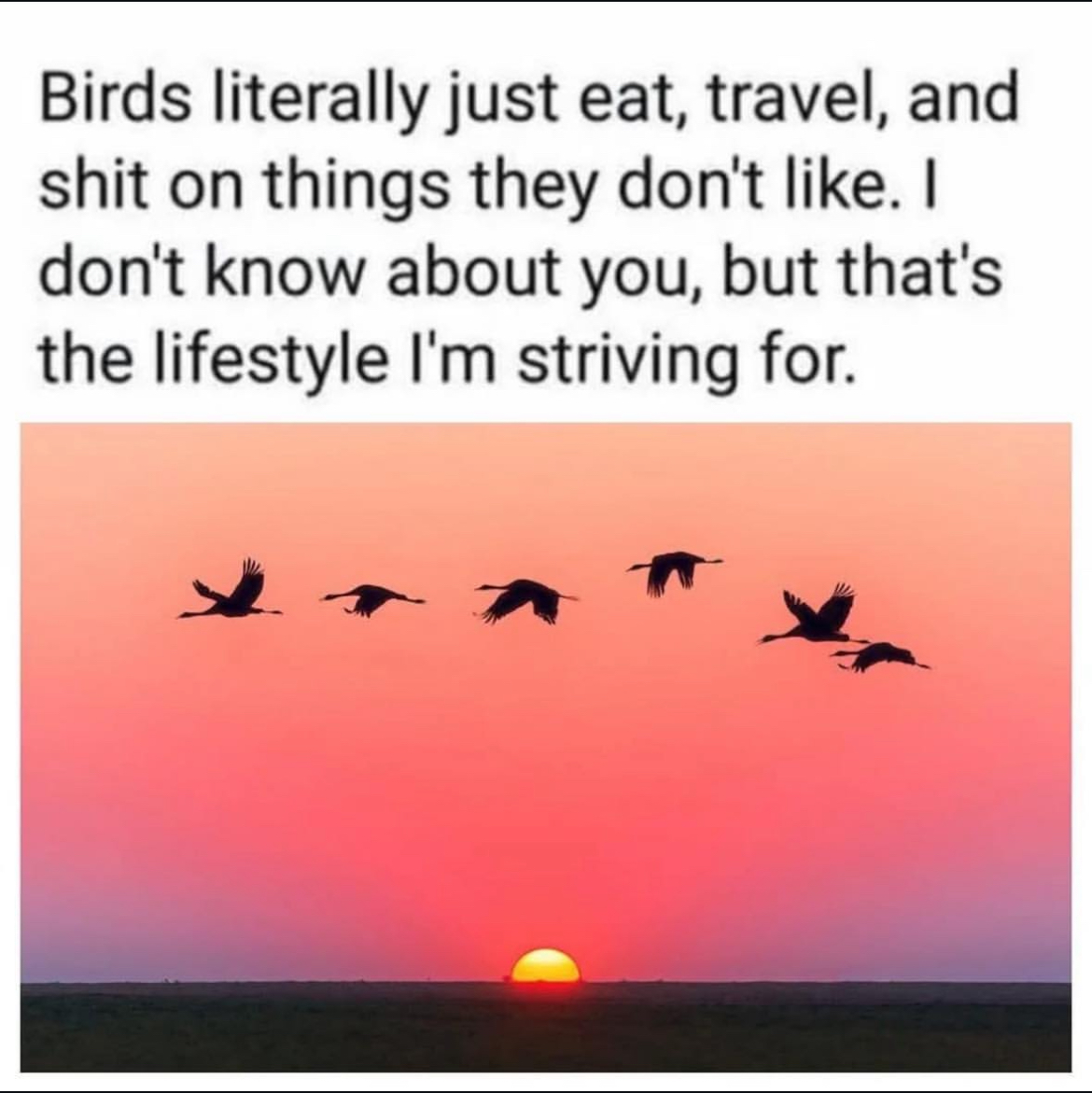 MEMES for Daze - Conspiracy Sarah