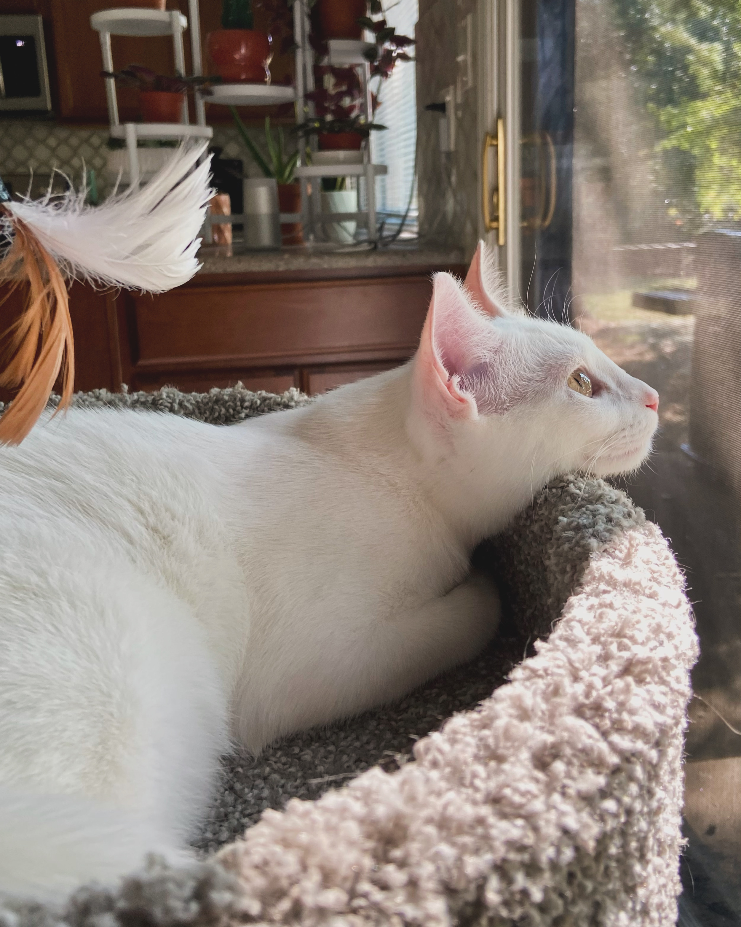 Iris Lennox (@irislennox): "I was writing this morning. As I did a mental search for the right ...