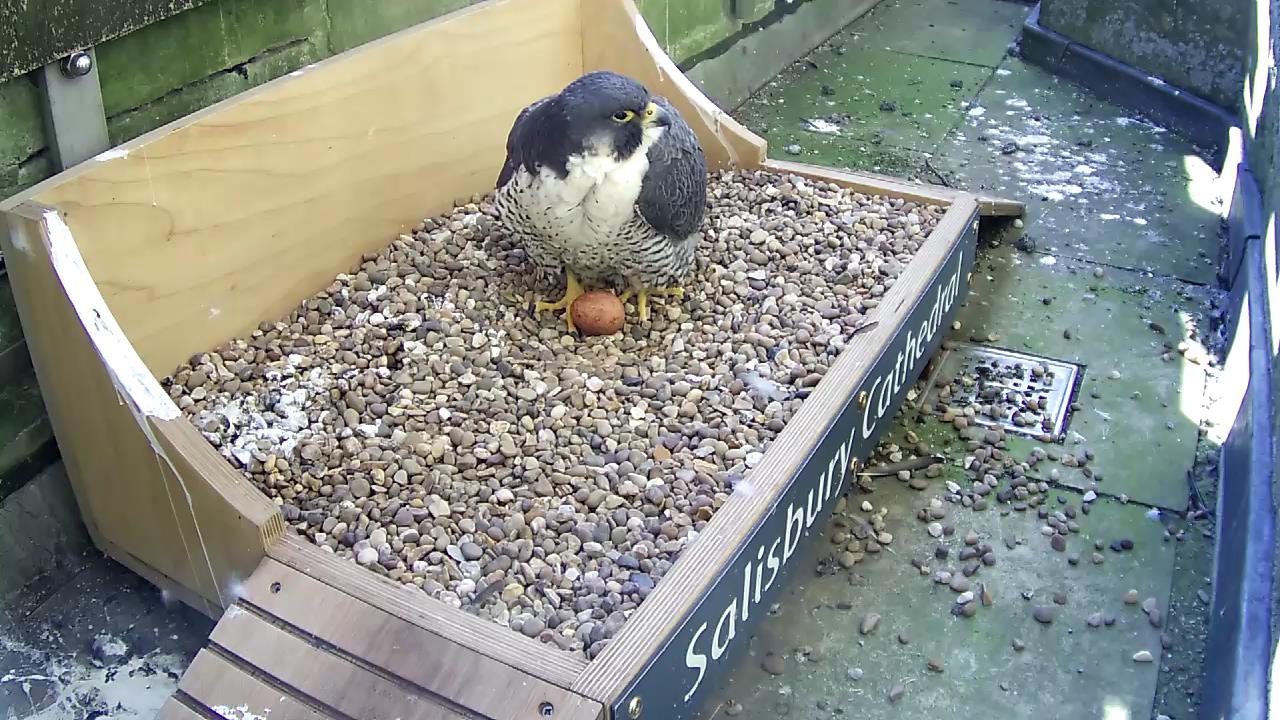 Inside Salisbury: Peregrine falcons courtship