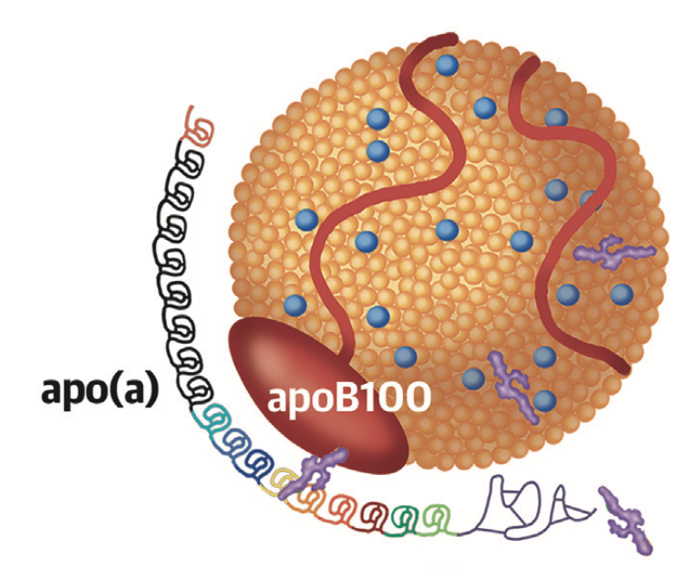 Lp(a) Explained: Genetics, Risk, and What You Can Actually Do
