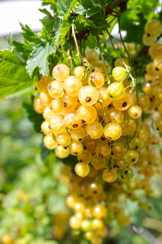 Golden Currants Explored: Essential Growing and Harvesting Tips | Gold ...
