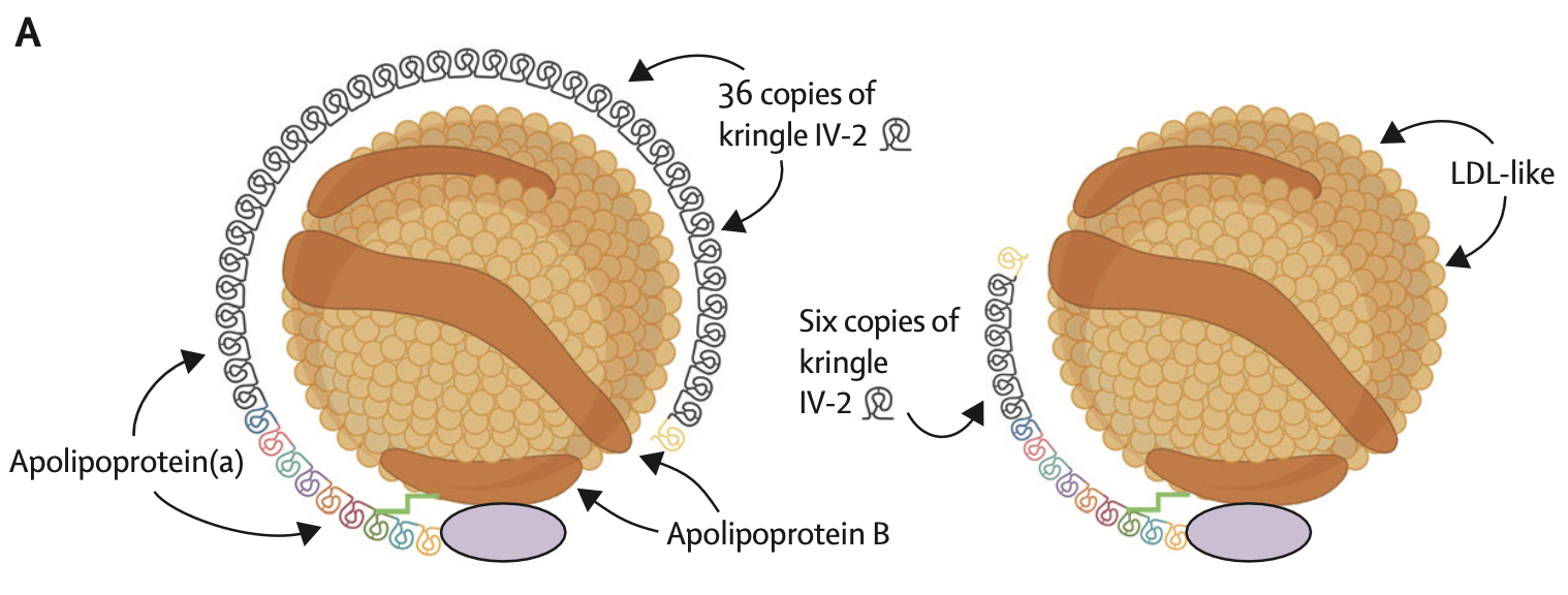 Lp(a) Explained: Genetics, Risk, and What You Can Actually Do